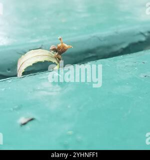 Horned Spanworm Moth (Nematocampa resistaria Stock Photo - Alamy