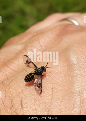 Beautiful Deer Fly (Chrysops callidus Stock Photo - Alamy