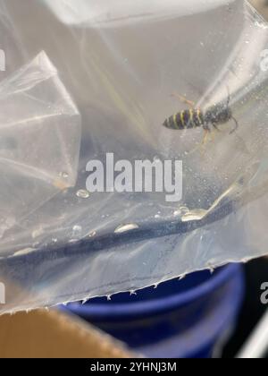 Alaska Yellowjacket (Vespula alascensis Stock Photo - Alamy