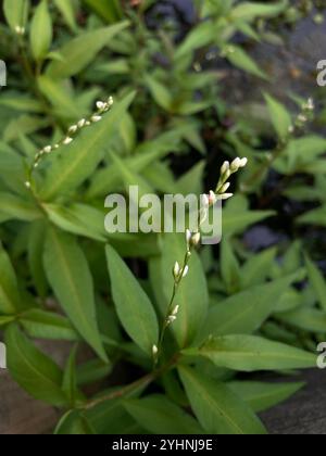 Dotted Smartweed (Persicaria punctata Stock Photo - Alamy