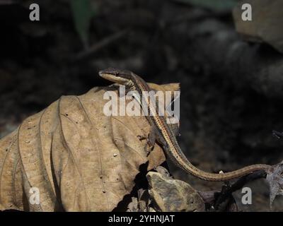 Kuhne's Grass Lizard (Takydromus kuehnei), Reptilia, Water Tower, Xinyi ...