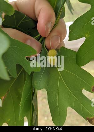 Hedgehog Gall Wasp (Acraspis erinacei Stock Photo - Alamy