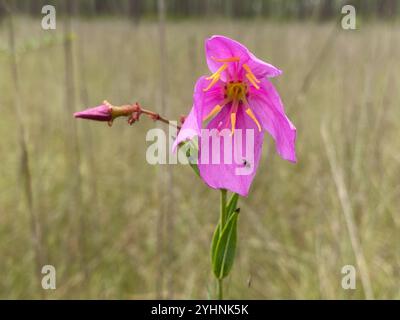 Savannah meadowbeauty (Rhexia alifanus Stock Photo - Alamy