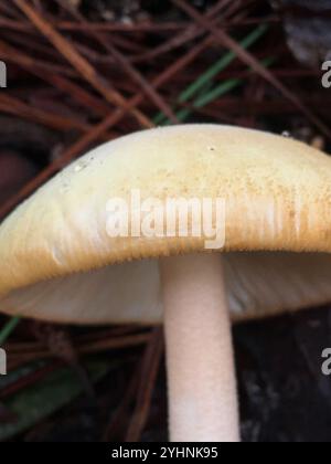 Rose-Tinted Amanita (Amanita roseotincta Stock Photo - Alamy