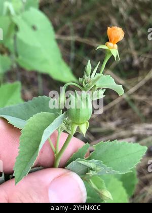 sweet Indian Mallow (Abutilon fruticosum Stock Photo - Alamy