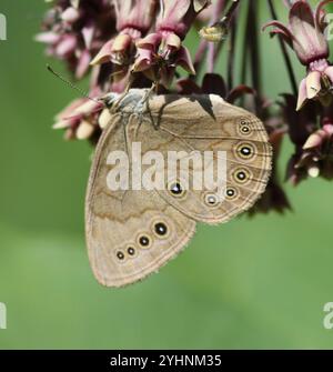 Eyed Brown (Lethe eurydice Stock Photo - Alamy