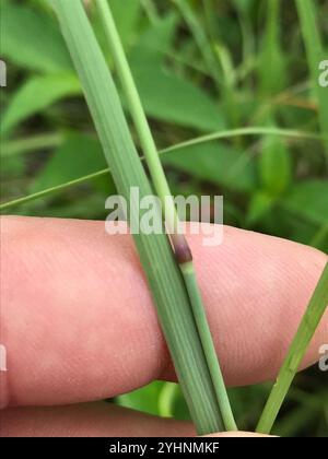 Kleingrass (Panicum coloratum Stock Photo - Alamy
