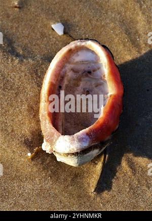 giant chiton (Dinoplax gigas Stock Photo - Alamy