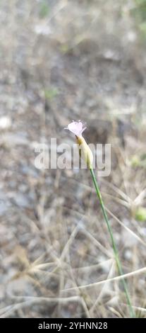 Proliferous Pink (Petrorhagia prolifera Stock Photo - Alamy