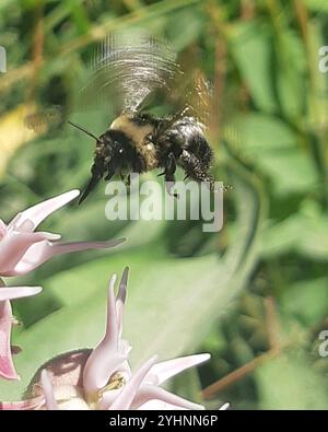 Orange-tipped Wood-digger (Anthophora terminalis Stock Photo - Alamy