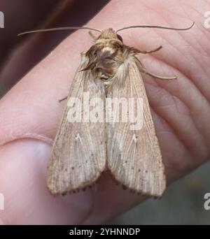Meadow Wainscot Moth (Leucania farcta), Insecta, Henry Cowell Redwoods ...