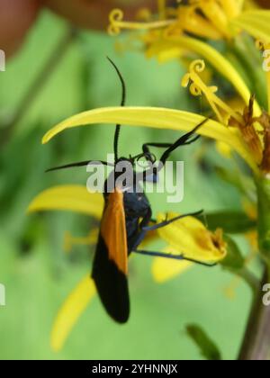 Black and yellow lichen moth (Lycomorpha pholus Stock Photo - Alamy