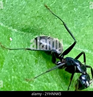 Eastern Black Carpenter Ant (Camponotus pennsylvanicus Stock Photo - Alamy