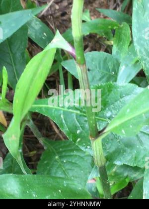 Virginia Dayflower (Commelina virginica Stock Photo - Alamy