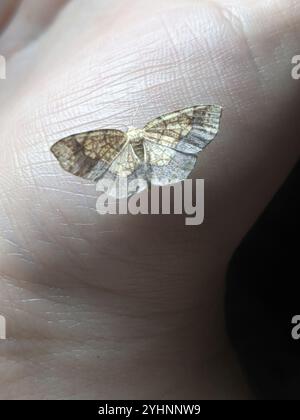 Horned Spanworm Moth (Nematocampa resistaria Stock Photo - Alamy