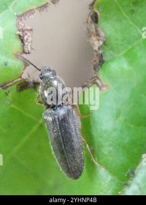 Basal Click Beetle (Limonius basilaris Stock Photo - Alamy