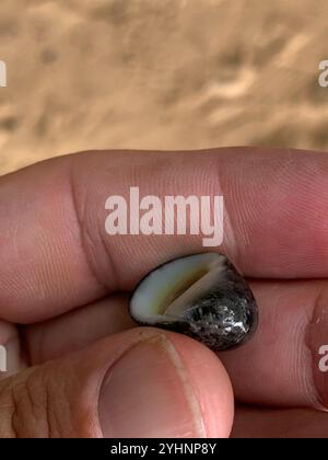 Polished Nerite (Nerita polita Stock Photo - Alamy