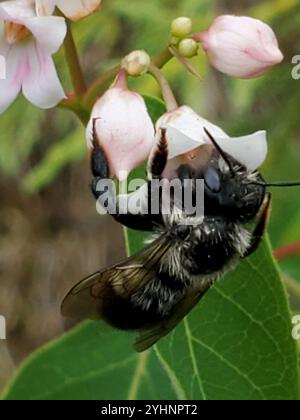 Black-and-gray Leafcutter Bee (Megachile melanophaea Stock Photo - Alamy