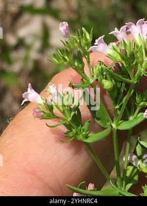 long-leaved bluets (Houstonia longifolia), Plantae, Meramec State Park ...