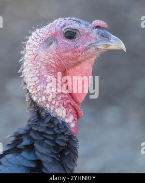 Broad-breasted Bronze Turkey Head and Throat Stock Photo - Alamy