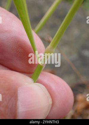 rabbitfoot grass (Polypogon monspeliensis Stock Photo - Alamy
