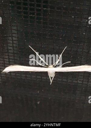 Plain Plume Moth (Hellinsia homodactylus Stock Photo - Alamy
