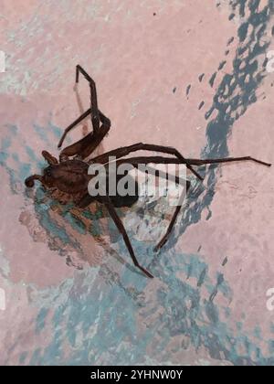 False Wolf Spiders (Zoropsidae Stock Photo - Alamy