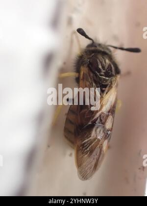 Club-horned Sawflies (Cimbicidae Stock Photo - Alamy