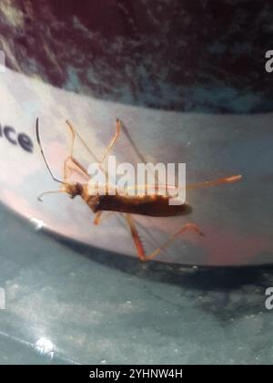 Lupine Bug (Megalotomus quinquespinosus Stock Photo - Alamy