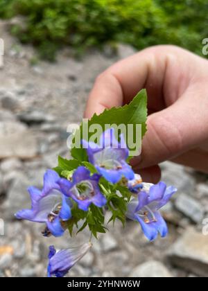 Cascade Beardtongue (Penstemon serrulatus Stock Photo - Alamy