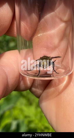 Hornworm Tachinid Fly (Archytas apicifer Stock Photo - Alamy