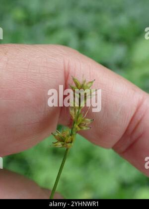 Spiked Sedge (Carex spicata Stock Photo - Alamy