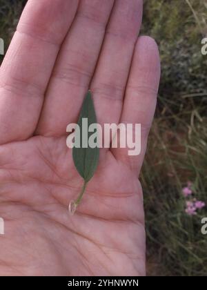 Othake (Palafoxia sphacelata Stock Photo - Alamy
