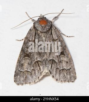 Gray Dagger (Acronicta grisea Stock Photo - Alamy