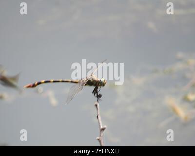 Four-striped Leaftail (Phyllogomphoides stigmatus Stock Photo - Alamy