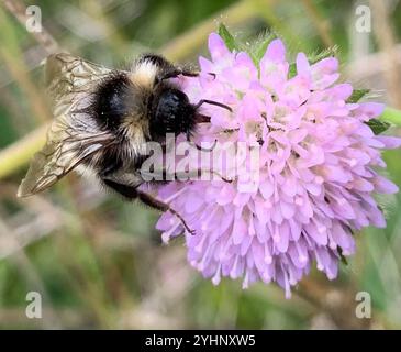 Bohemian Cuckoo Bumble bee (Bombus bohemicus), Insecta, Braunlage ...