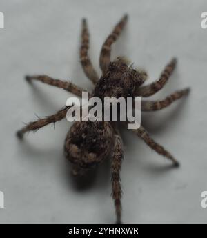 Asiatic Wall Jumping Spider (Attulus fasciger Stock Photo - Alamy
