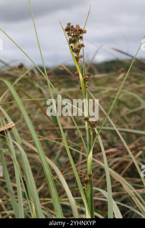 Swamp Sawgrass (Cladium mariscus Stock Photo - Alamy