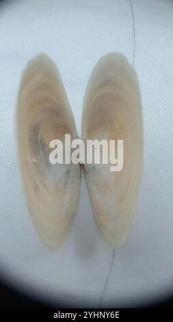 Soft-shelled Clam (Mya arenaria) Mollusca Stock Photo - Alamy