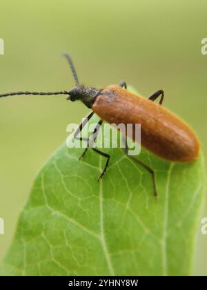 Rough-haired Lagria Beetle (Lagria hirta Stock Photo - Alamy