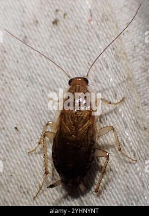 small yellow cockroach (Cariblatta lutea Stock Photo - Alamy