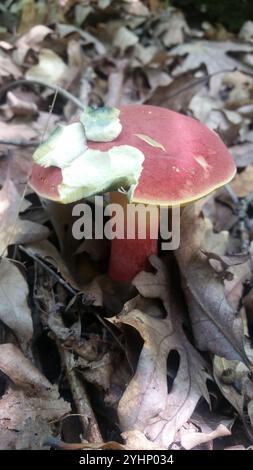 Bouillon Bolete (Lanmaoa pallidorosea Stock Photo - Alamy