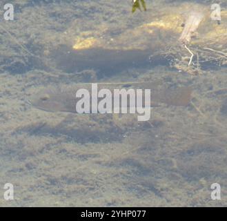Redbelly Tilapia (Coptodon zillii Stock Photo - Alamy