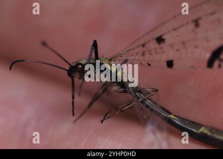 Eastern Spotted-winged Antlion (Dendroleon obsoletus Stock Photo - Alamy