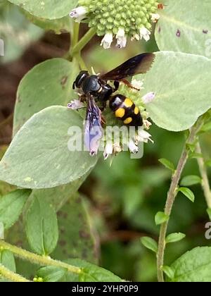 Scolia nobilitata - Noble Scoliid Wasp - with light yellow orange red ...