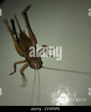 Shieldback Katydids (Tettigoniinae Stock Photo - Alamy