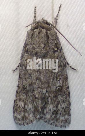 Powdered Dagger (Acronicta impleta Stock Photo - Alamy