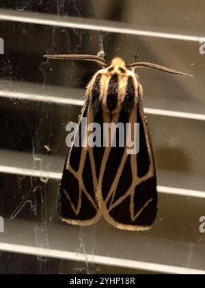 Harnessed Tiger Moth (Apantesis phalerata Stock Photo - Alamy