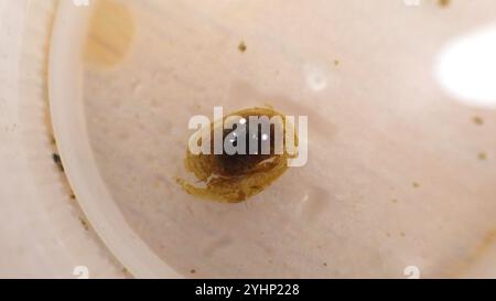Freshwater Limpets (Ancylinae Stock Photo - Alamy