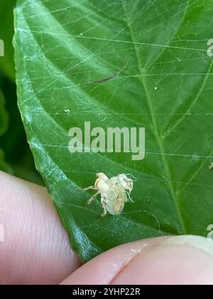 True Bugs, Hoppers, Aphids, and allies (Hemiptera Stock Photo - Alamy